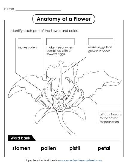 Parts Of A Flower Intermediate Printable Plants Anatomy Basic